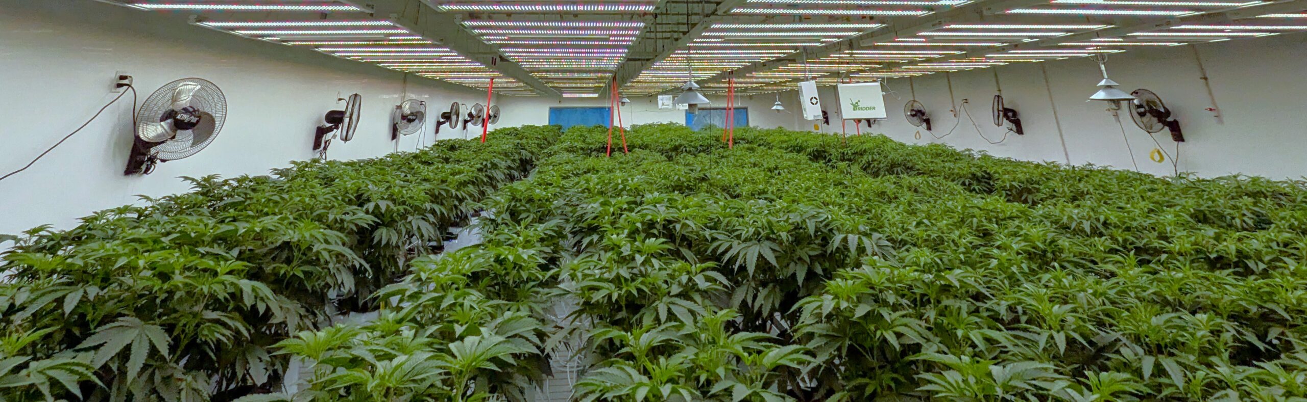 Regulation of Cannabis • Comprehensive Cultivation Services