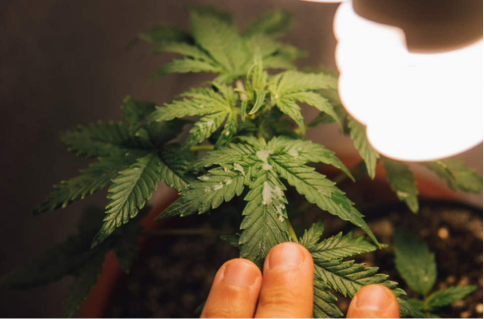 Marijuana Plant A Simple Guide Comprehensive Cultivation Services